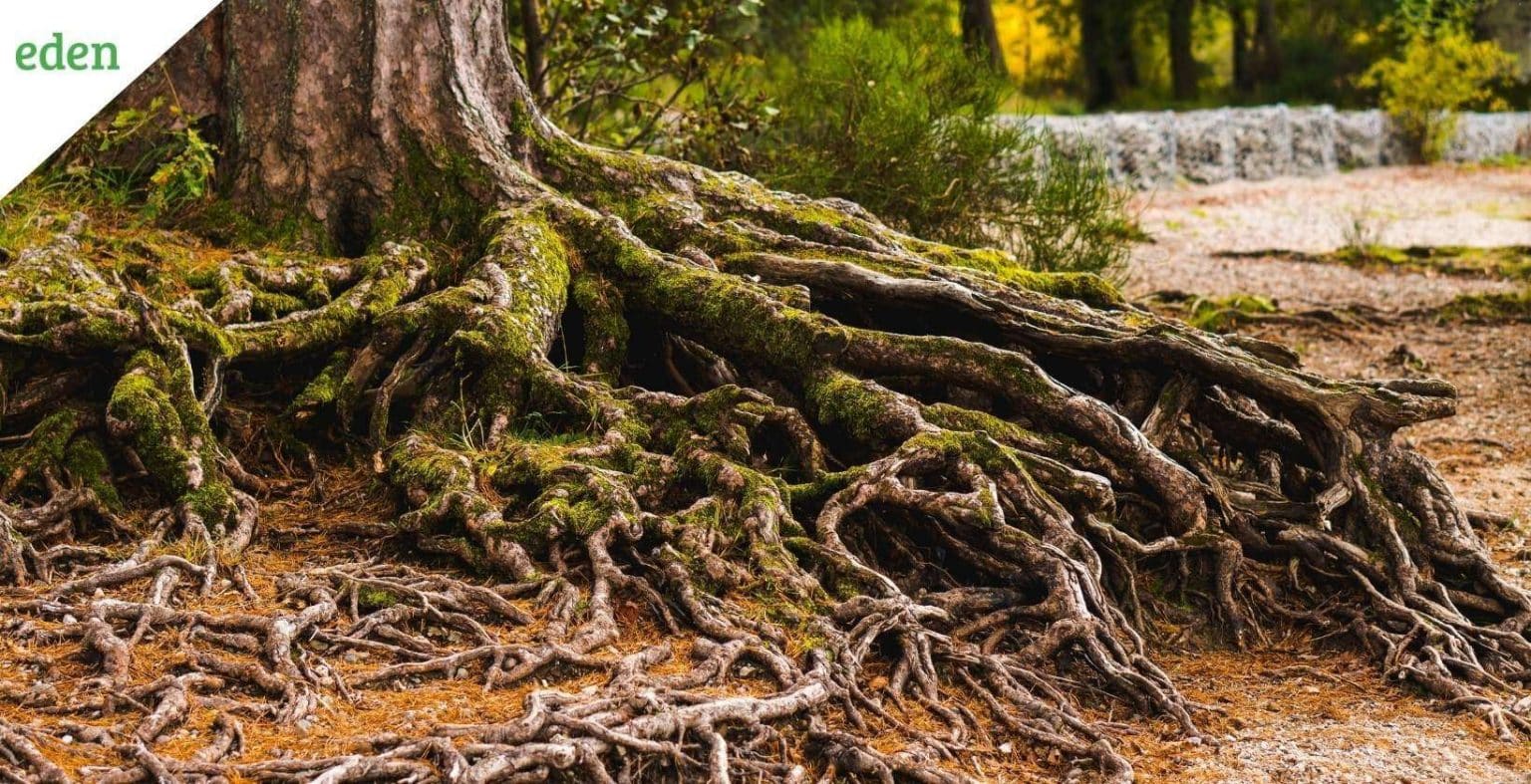 Tree Root Removal Guide | Arborist Services | Edenapp