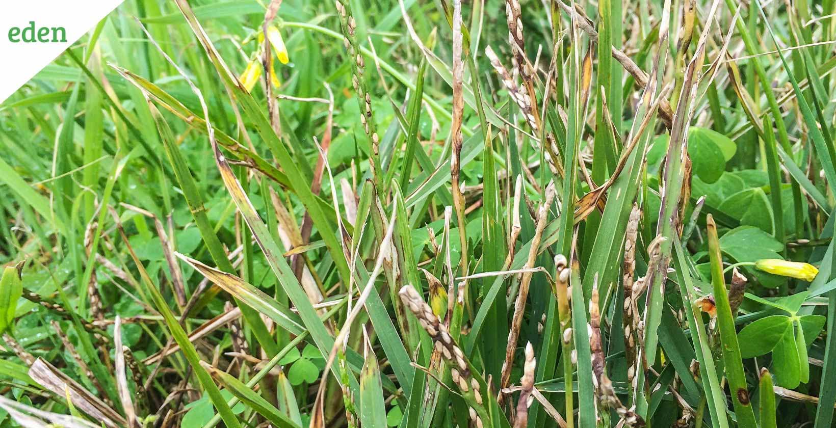 St Augustine Grass Diseases And Problems Eden