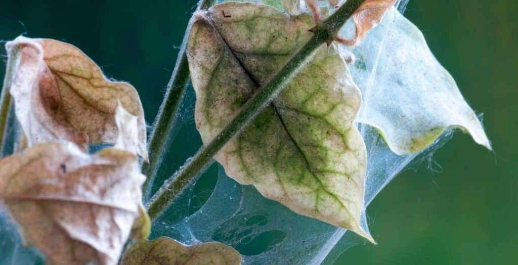 How to Get Rid of Spider Mites | Eden Lawn Care and Snow Removal