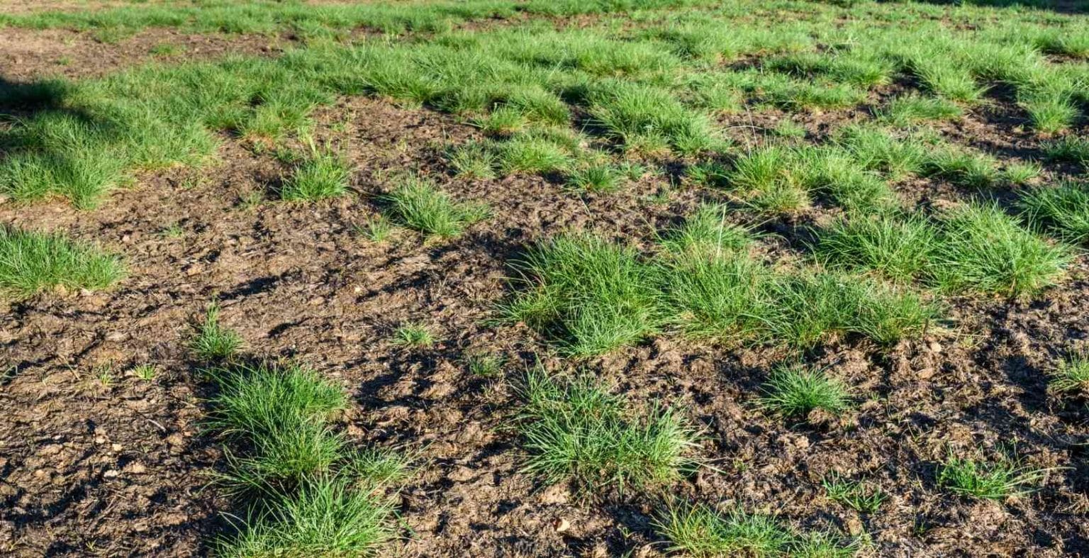 Yellow Grass: Causes and Treatment | Eden Lawn Care and Snow Removal