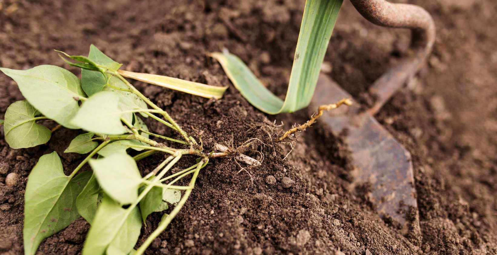 Organic Weed Control for Your Lawns | Eden | USA