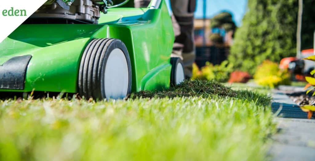 What is Dethatching? | Eden Lawn Care and Snow Removal