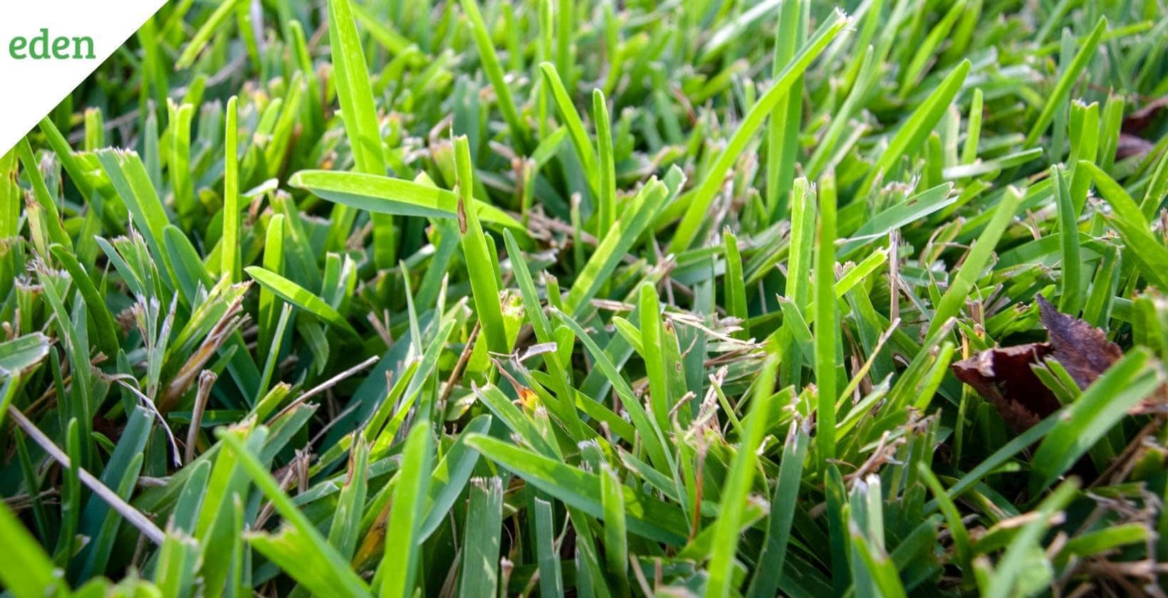 Best Fertilizers For St Augustine Grass Eden Lawn Care And Snow Removal