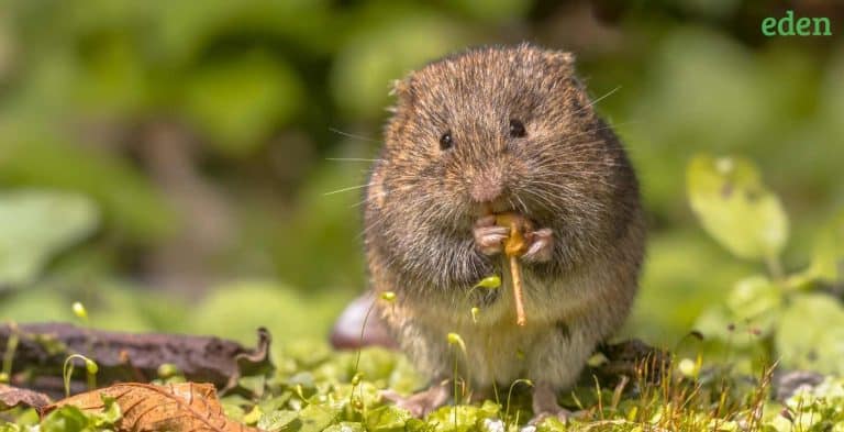 How to Get Rid of Voles In Your Yard | Eden Lawn Care and Snow Removal