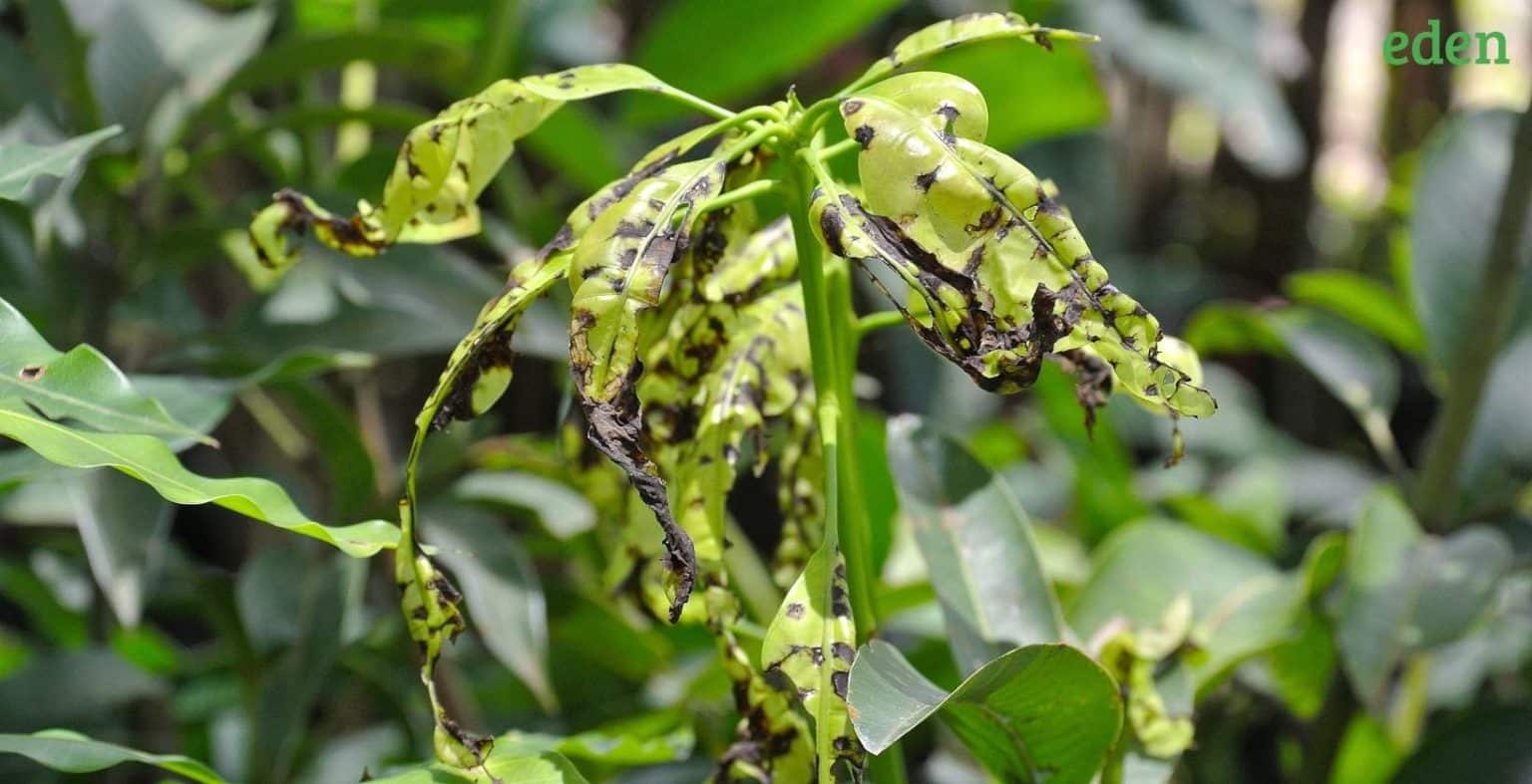 Types of Maple Tree Diseases & How to Treat them? | Eden Lawn Care and ...