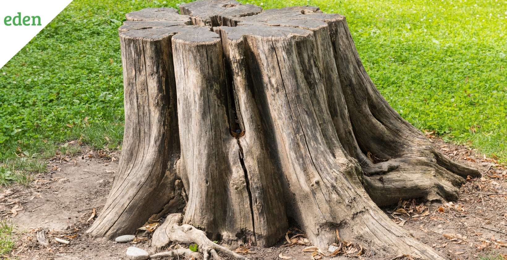 How Much Does Stump Removal Cost Eden Lawn Care And Snow Removal
