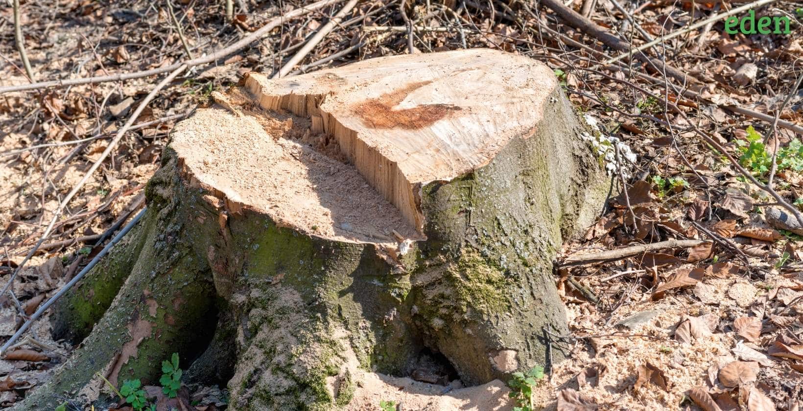 How Much Does Stump Removal Cost Eden Lawn Care And Snow Removal