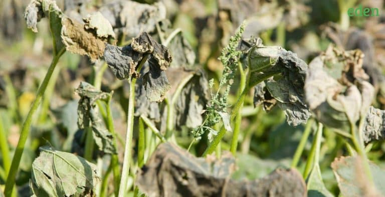 Types of Maple Tree Diseases & How to Treat them? | Eden Lawn Care and ...